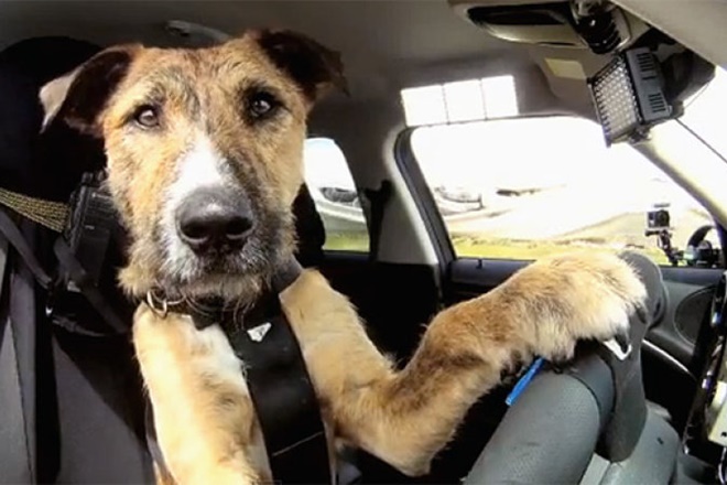 Watch video: This is not a joke, these dogs can drive a Mini Countryman ...