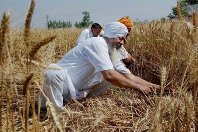 NFSA sops to continue for one more year - Economy News | The Financial ...