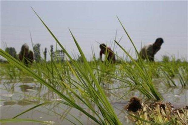 Kharif sowing picks up, overall area now down just 1.3 pct - Industry ...