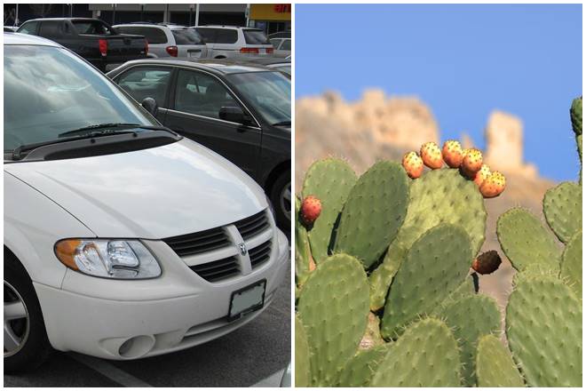 Cars that run on Cactus juice: Here’s how this became possible - Car ...