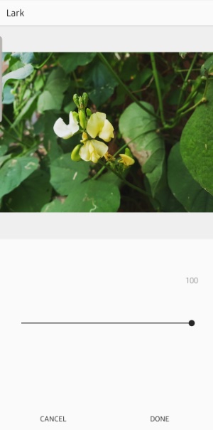 Instagram 101: Three most-used filters to make your photos look ‘dead ...