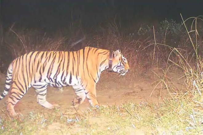 Joint MP-Maha forest deparment team find buried tiger carcass | The ...