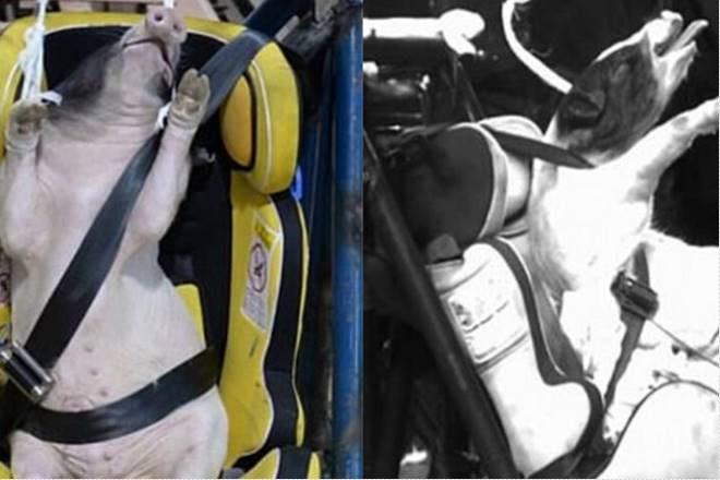 Human Horror! Pigs being used as car crash test dummies in China, half ...