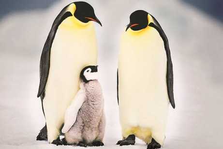 Penguin watch: Data science firm Gramener counts penguins with help of ...